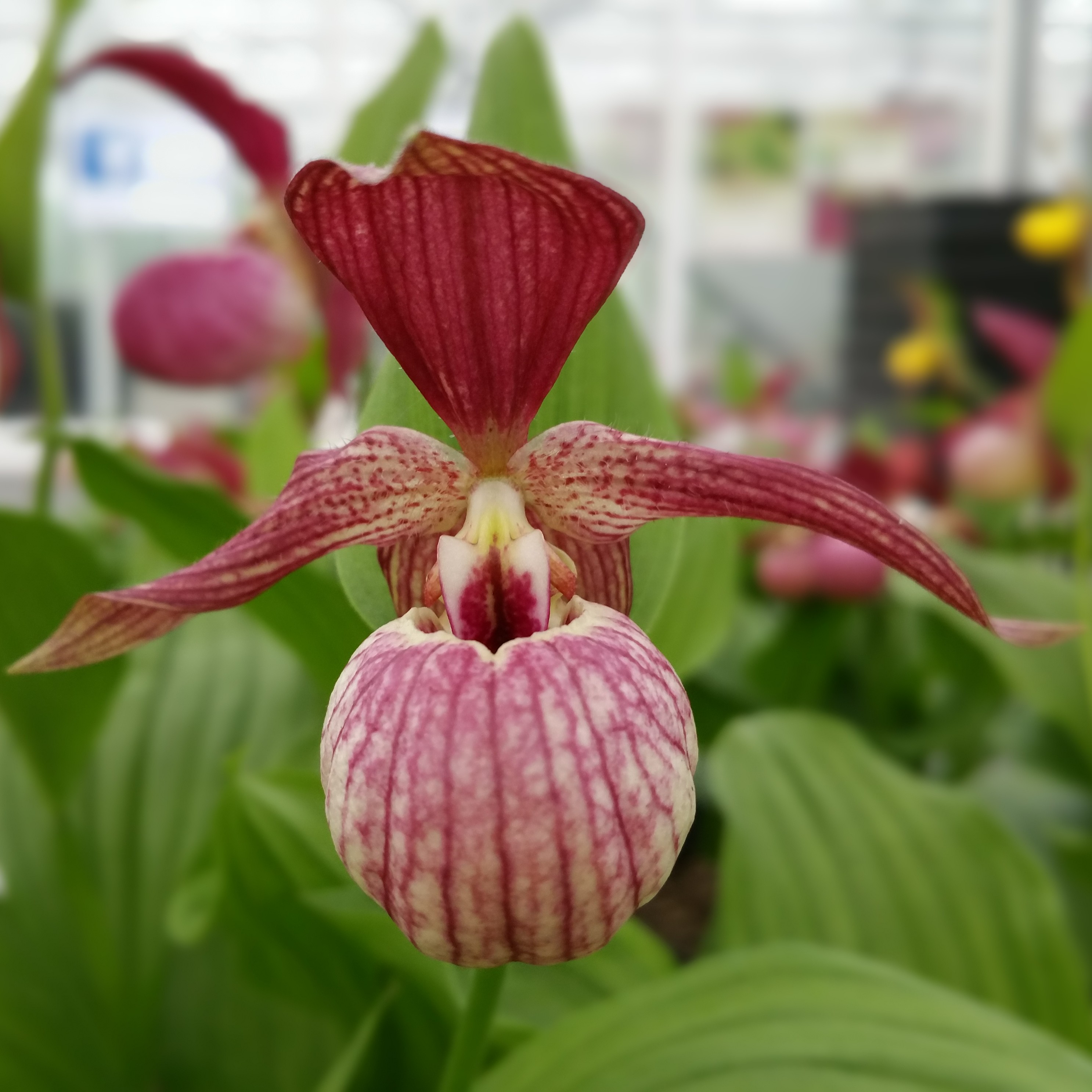 Cypripedium - Alchetron, The Free Social Encyclopedia